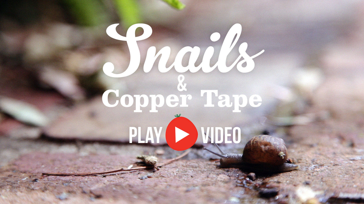 Ultimate Snailslug Defence The Little Veggie Patch Co