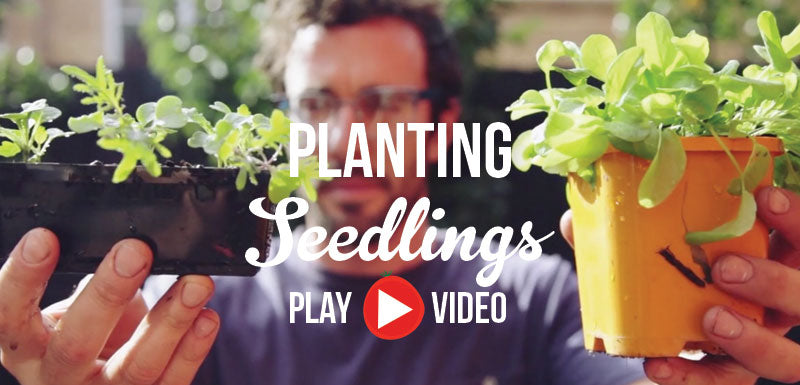 Planting Seedlings – The Little Veggie Patch Co