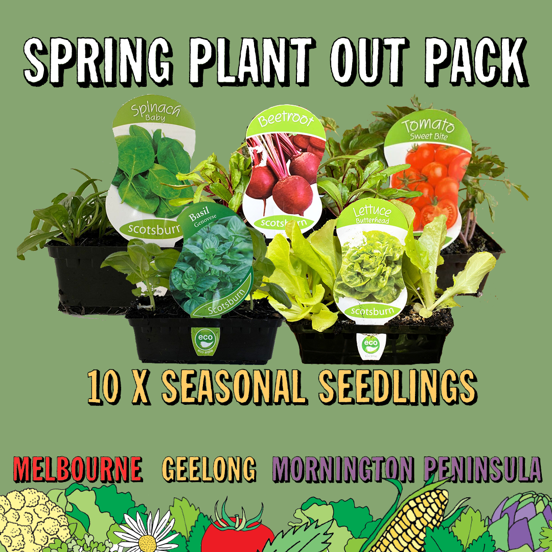 Spring Seedling Pack + Soil Product – The Little Veggie Patch Co