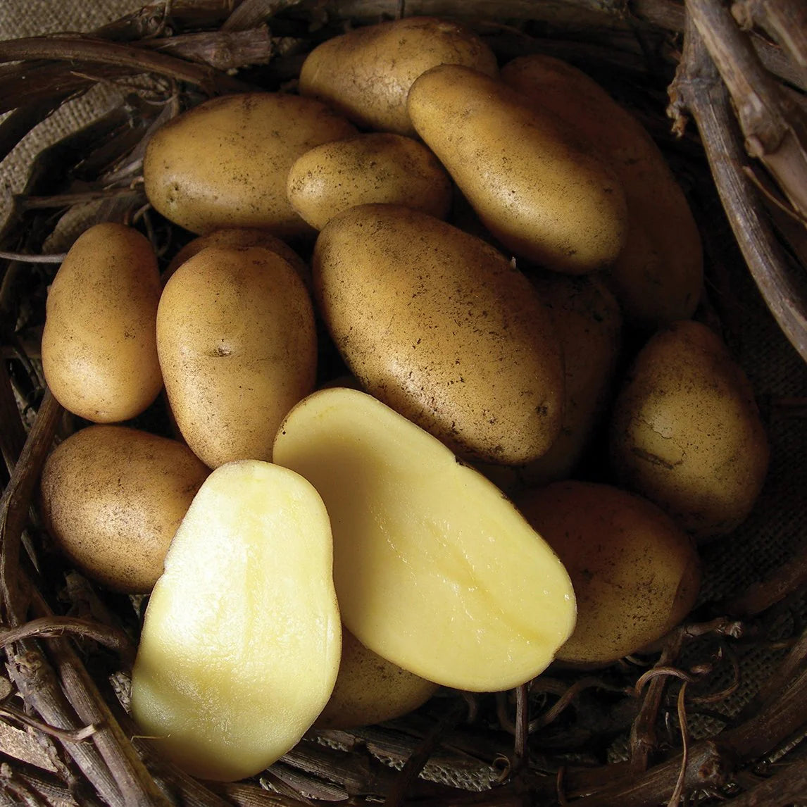 Nicola Seed Potatoes – The Little Veggie Patch Co