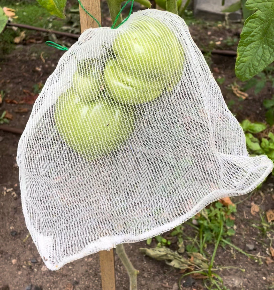 Ensuring Your Summer Fruits Reach Their Potential – The Little Veggie ...