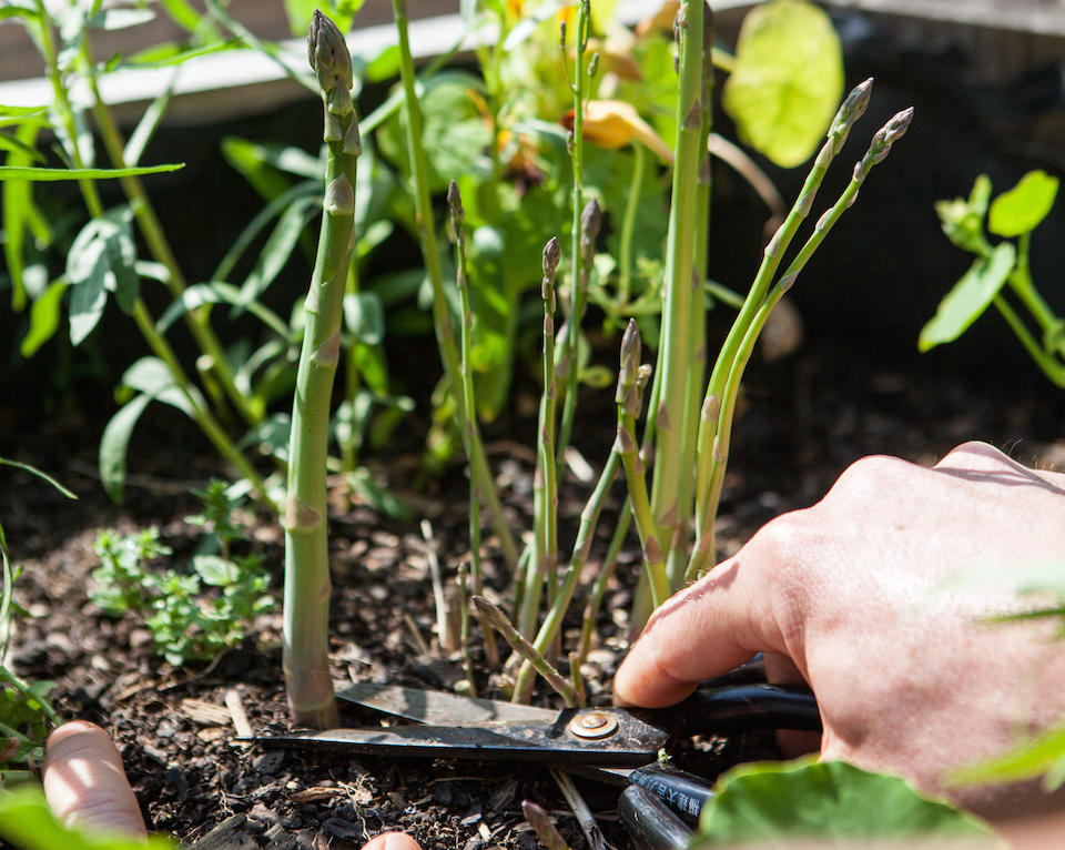 Growing Asparagus – The Little Veggie Patch Co