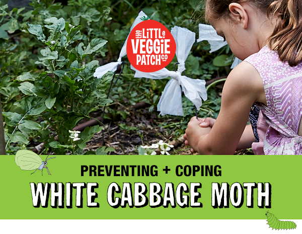 Preventing and Coping: White Cabbage Moth – The Little Veggie Patch Co