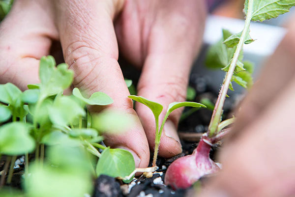 Culling Seedlings – The Little Veggie Patch Co