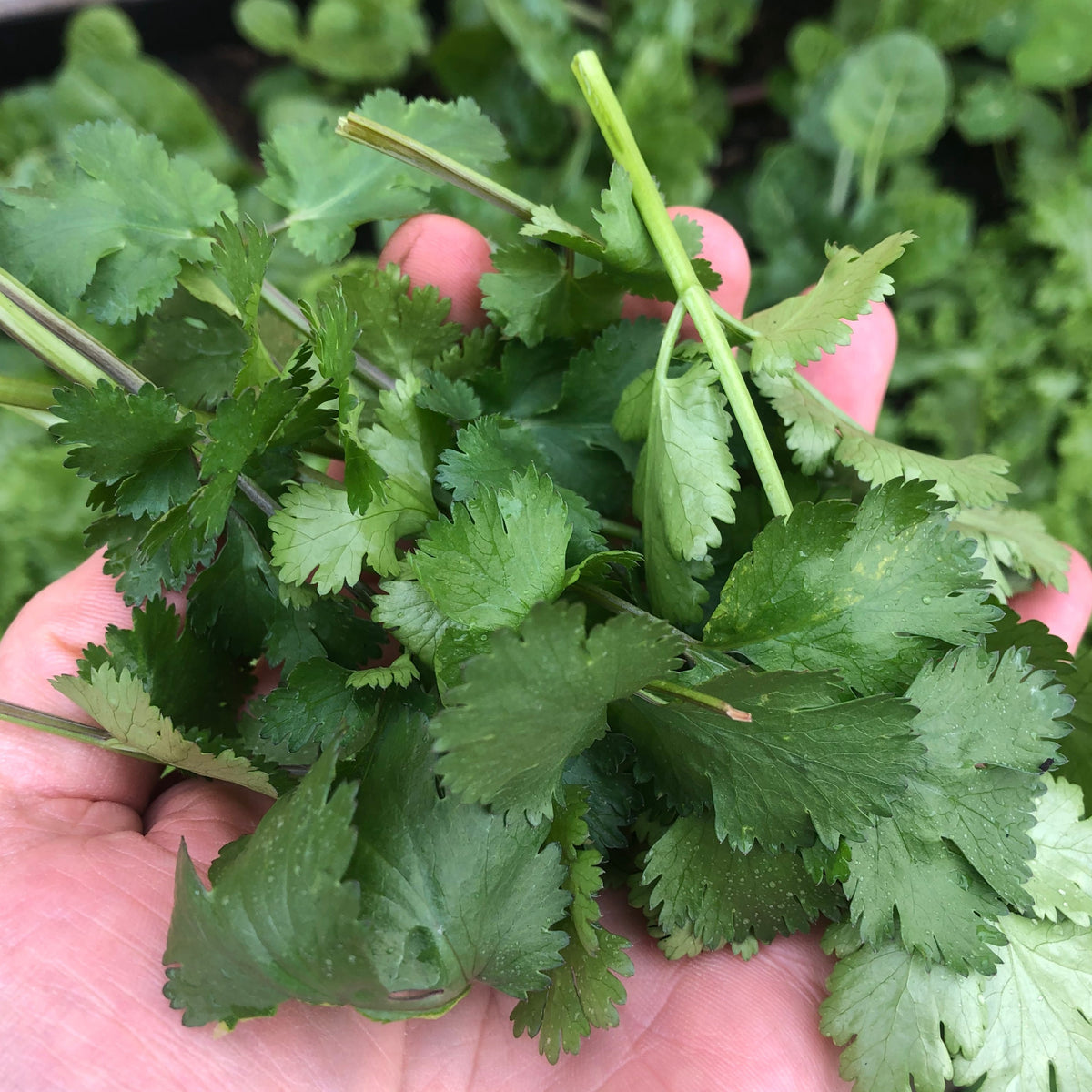 Coriander 'Eureka' Heirloom Seeds – The Little Veggie Patch Co