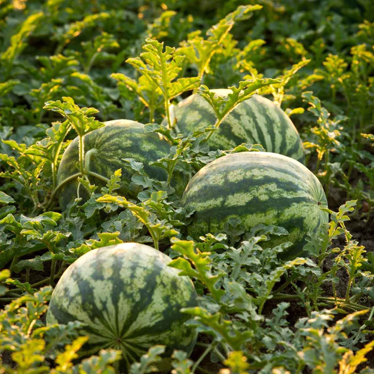 Watermelon "Bush Sugar Baby" Heirloom Seeds – The Little Veggie Patch Co