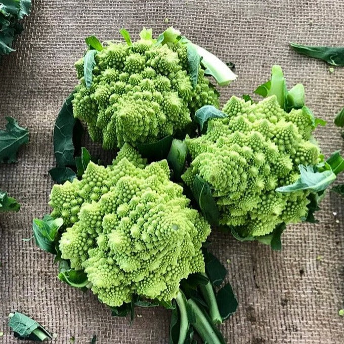 Broccoli Romanesco Heirloom Seeds – The Little Veggie Patch Co