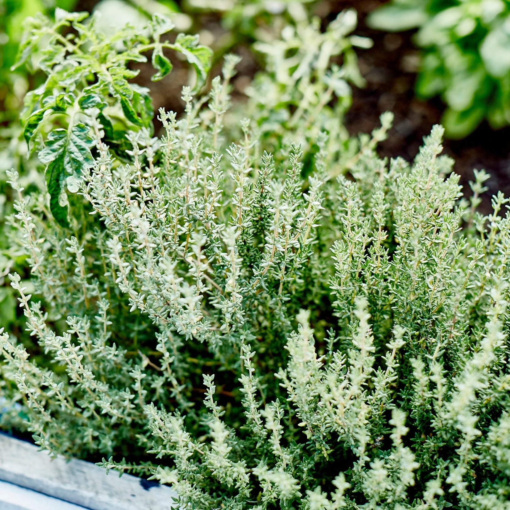 Thyme 'Summer' Heirloom Seeds – The Little Veggie Patch Co