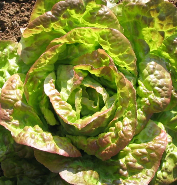 Lettuce 'Mignonette Bronze' Heirloom Seeds – The Little Veggie Patch Co