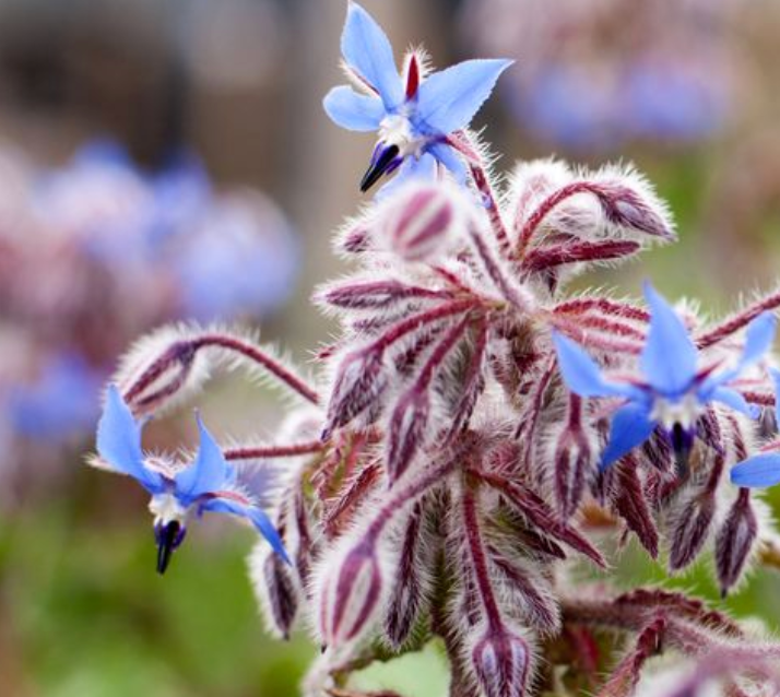 Borage 'Common' Heirloom seeds – The Little Veggie Patch Co