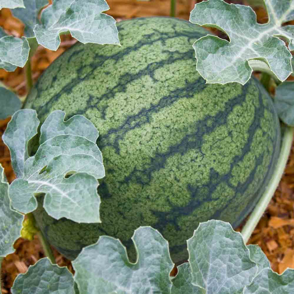 Watermelon "Bush Sugar Baby" Heirloom Seeds | The Little Veggie Patch Co