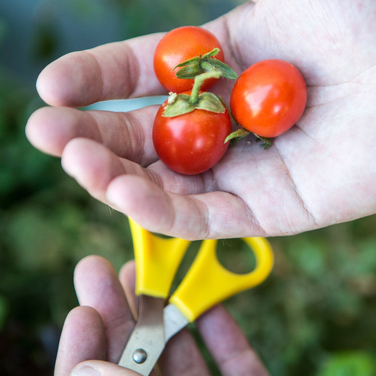 Tomato 'Tommy Toe' Heirloom Seeds – The Little Veggie Patch Co