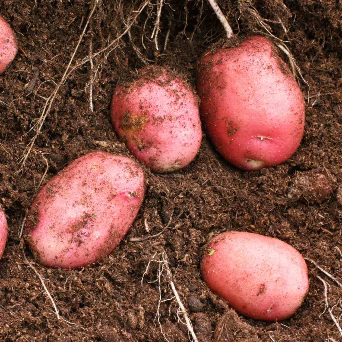 Red Lady Seed Potatoes – The Little Veggie Patch Co