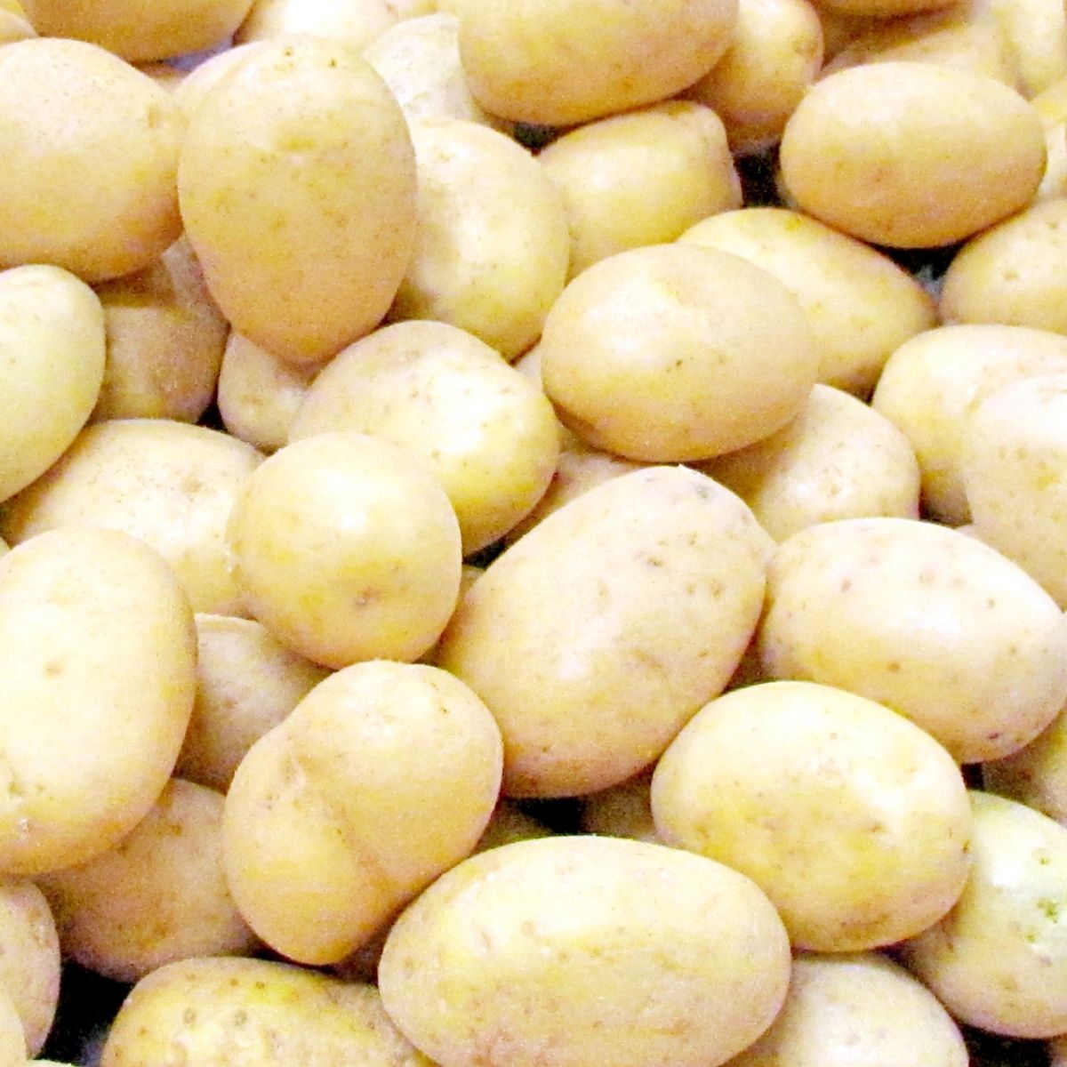 White Star Seed Potatoes – The Little Veggie Patch Co