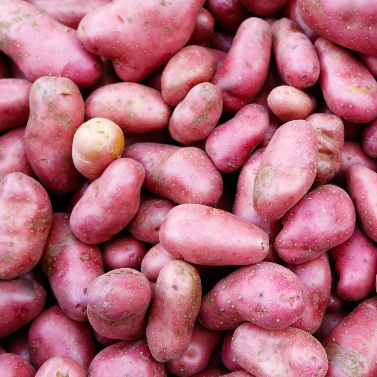 Ruby Lou Seed Potatoes – The Little Veggie Patch Co