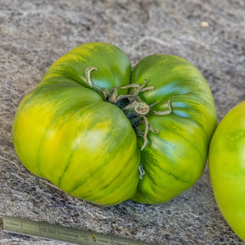 Tomato 'Aunt Ruby's Green' Heirloom Seeds – The Little Veggie Patch Co