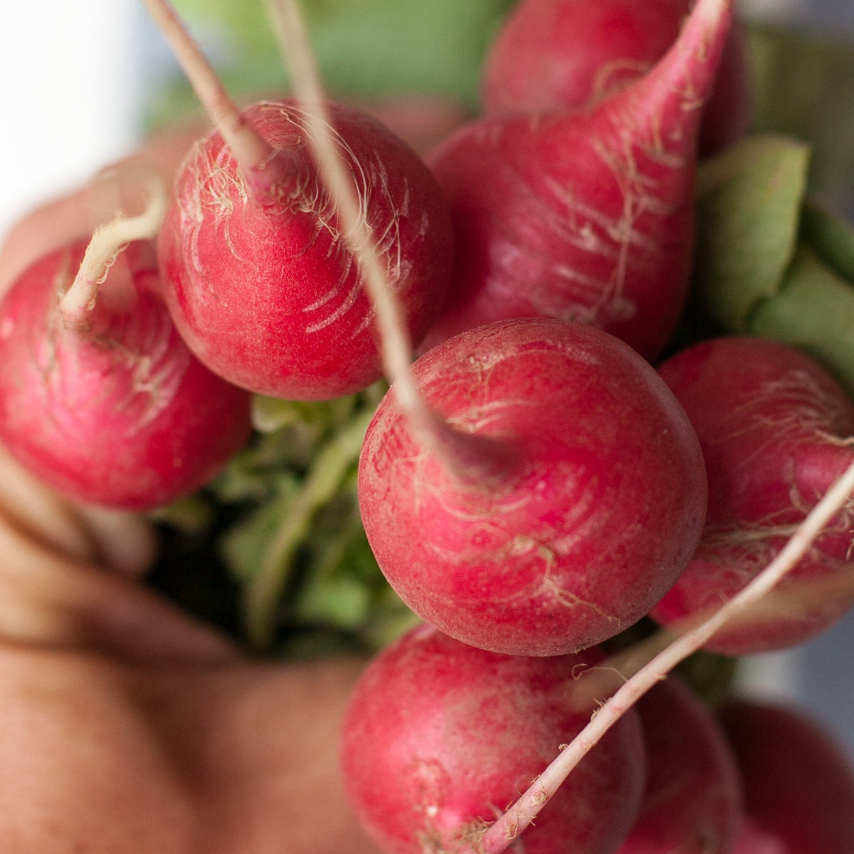 Radish 'Cherry Belle' Heirloom Seeds – The Little Veggie Patch Co