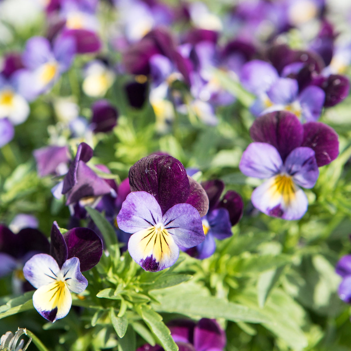 Viola "Johnny Jump Up" Heirloom seeds – The Little Veggie Patch Co