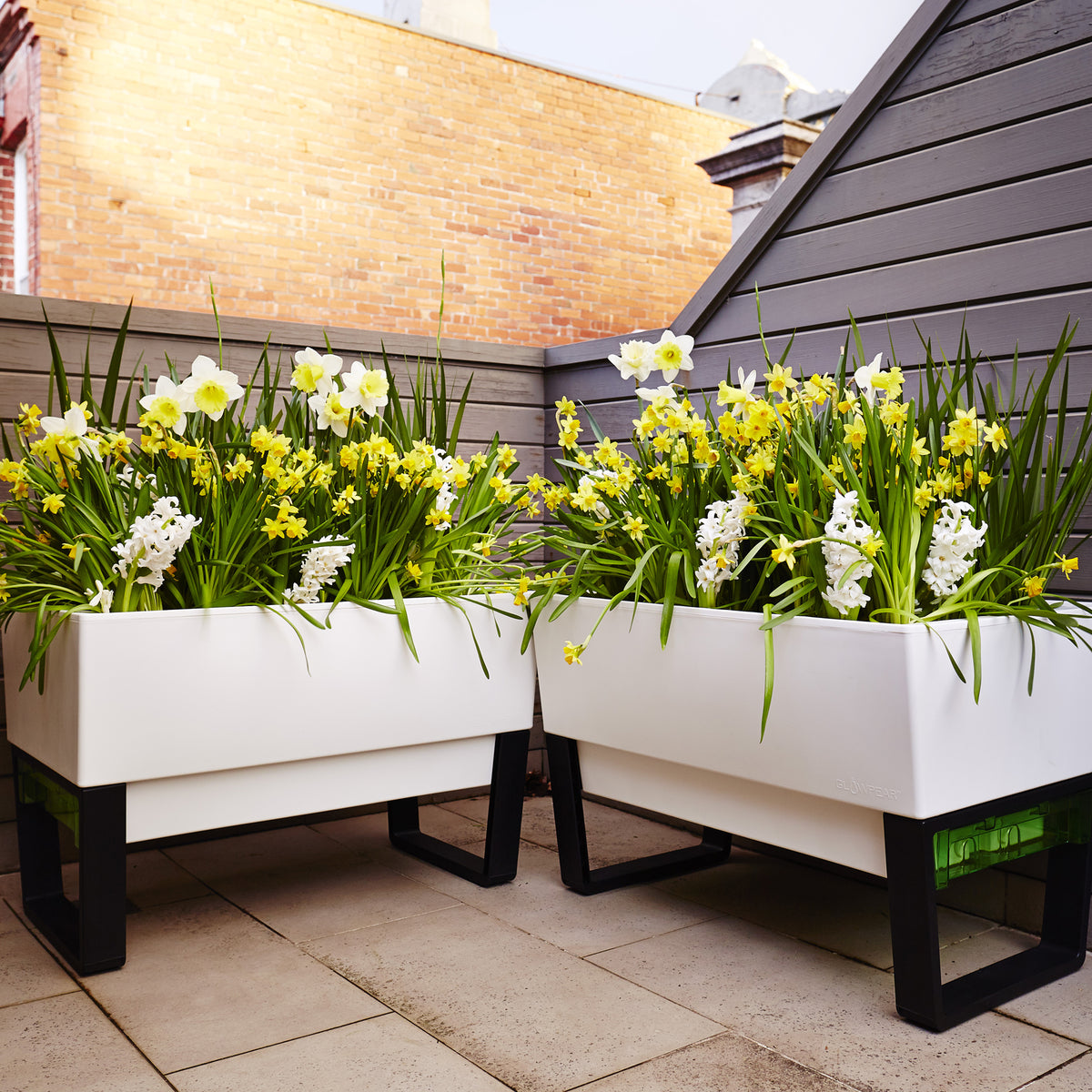 Glowpear Self Watering Planter – The Little Veggie Patch Co