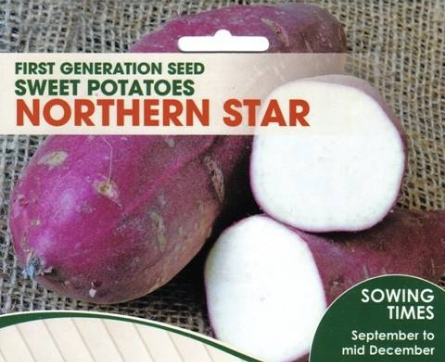 Sweet Potato Northern Star – The Little Veggie Patch Co